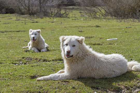 Maremmen-Abruzzen-Schäferhund-Bilder: Stock-Fotos & -Videos. | Adobe Stock