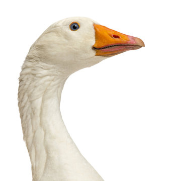 Goose Head