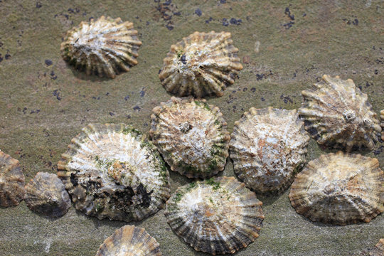 LAS 2,303 MEJORES IMÁGENES, FOTOS DE ARCHIVO Y VECTORES DE Lapas ...