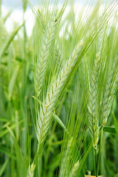 「Gerste」の画像 - 18,258 件の Stock 写真、ベクターおよびビデオ | Adobe Stock