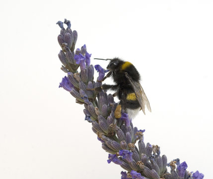 รูปภาพHummel-Bein – เลือกดูภาพถ่ายสต็อก เวกเตอร์ และวิดีโอ14 | Adobe Stock