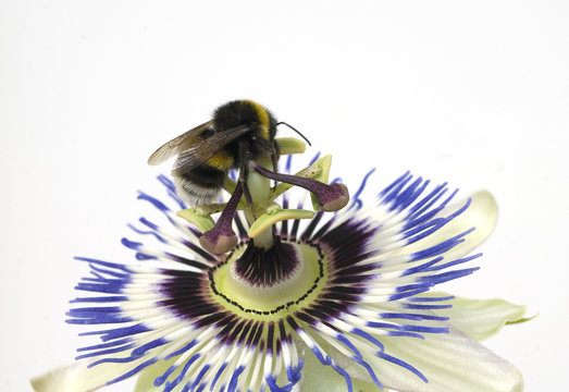 รูปภาพHummel-Bein – เลือกดูภาพถ่ายสต็อก เวกเตอร์ และวิดีโอ14 | Adobe Stock