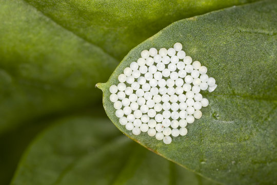 "Insect Eggs" Bilder – Durchsuchen 540 Archivfotos, Vektorgrafiken und ...