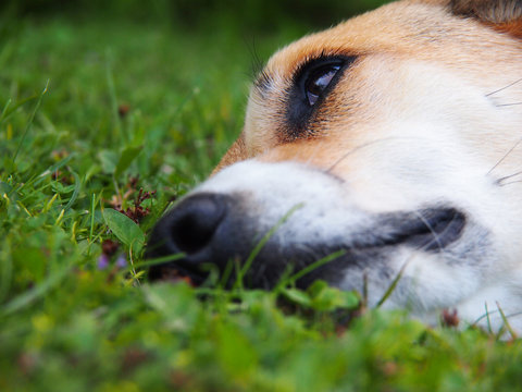Hundkopf 이미지 – 찾아보기 13 스톡 사진, 벡터 및 비디오 | Adobe Stock