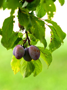 Zwetschgenbaum bilder – Bläddra bland 375 stockfoton, vektorer och ...