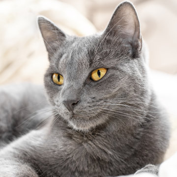 Chartreux Images – Browse 59 Stock Photos, Vectors, and Video | Adobe Stock