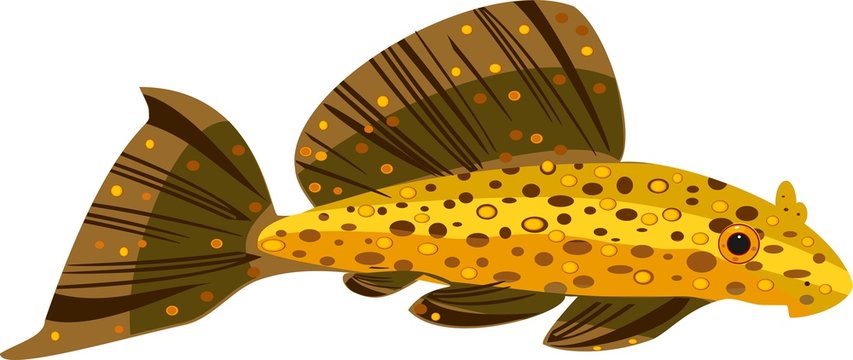 รูปภาพPleco – เลือกดูภาพถ่ายสต็อก เวกเตอร์ และวิดีโอ786 | Adobe Stock