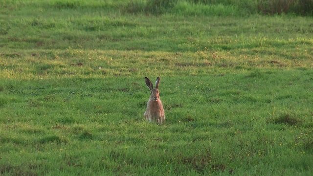 Angsthase 이미지 – 찾아보기 167 스톡 사진, 벡터 및 비디오 | Adobe Stock