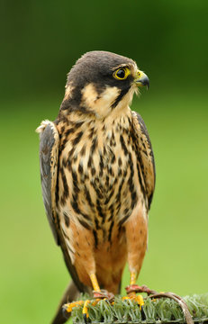 Alcotán Images – Browse 8 Stock Photos, Vectors, and Video | Adobe Stock