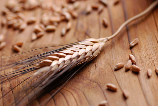 "Spiga Di Grano" Images – Browse 524 Stock Photos, Vectors, and Video ...