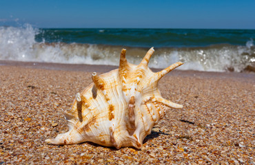 Seashells photos, royalty-free images, graphics, vectors & videos ...