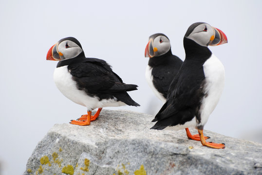 รูปภาพPuffins – เลือกดูภาพถ่ายสต็อก เวกเตอร์ และวิดีโอ59,721 | Adobe Stock
