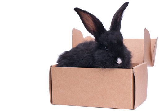 Rabbit Box Images – Browse 28,459 Stock Photos, Vectors, and Video ...