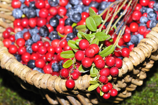 Imagens de Wildbeeren – Explore Fotografias do Stock, Vetores e Vídeos ...