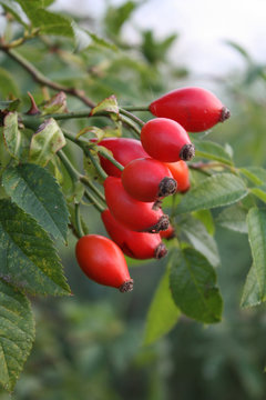 รูปภาพHiffen – เลือกดูภาพถ่ายสต็อก เวกเตอร์ และวิดีโอ326 | Adobe Stock