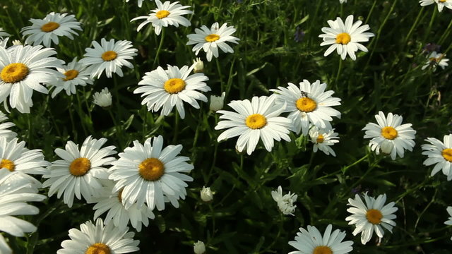 Neka Images – Browse 60 Stock Photos, Vectors, and Video | Adobe Stock