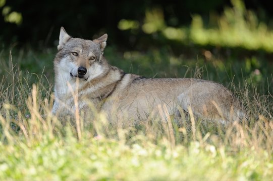 รูปภาพLupo – เลือกดูภาพถ่ายสต็อก เวกเตอร์ และวิดีโอ2,744 | Adobe Stock