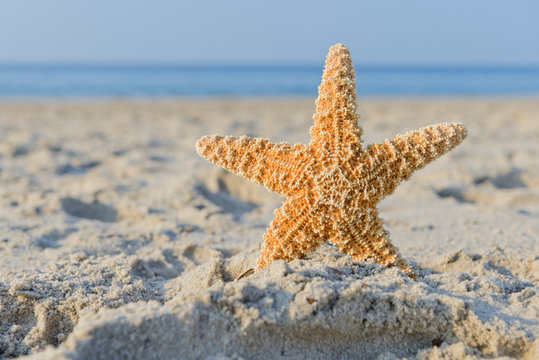 รูปภาพ"Seestern – เลือกดูภาพถ่ายสต็อก เวกเตอร์ และวิดีโอ9,115 | Adobe Stock