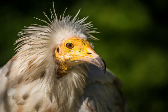 Aasgeier Bilder – Durchsuchen 5,909 Archivfotos, Vektorgrafiken und ...