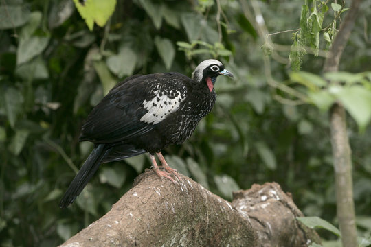 รูปภาพGuan – เลือกดูภาพถ่ายสต็อก เวกเตอร์ และวิดีโอ19,577 | Adobe Stock