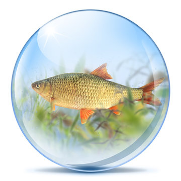 Plötze Bilder – Durchsuchen 106 Archivfotos, Vektorgrafiken und Videos ...