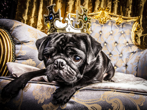 Mops Billeder – Gennemse 95,875 stockfotos, vektorer og videoer | Adobe ...