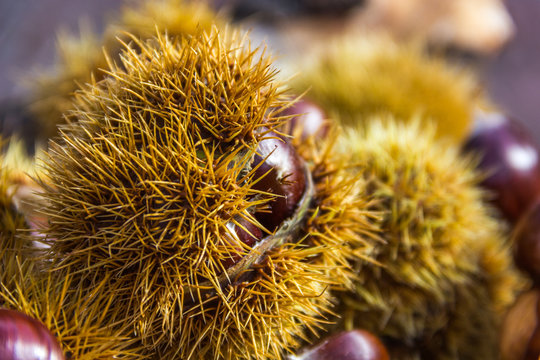 รูปภาพCastagna – เลือกดูภาพถ่ายสต็อก เวกเตอร์ และวิดีโอ3,388 | Adobe Stock