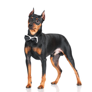 รูปภาพPincher – เลือกดูภาพถ่ายสต็อก เวกเตอร์ และวิดีโอ297,087 | Adobe Stock