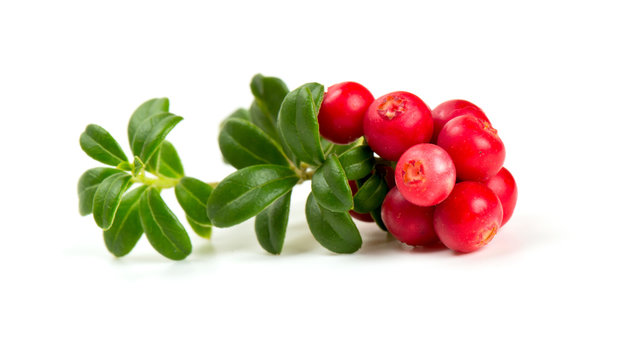 รูปภาพFoxberry – เลือกดูภาพถ่ายสต็อก เวกเตอร์ และวิดีโอ63,098 | Adobe Stock