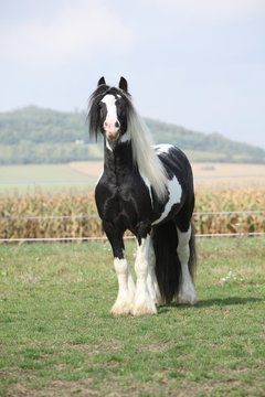 "Irish Cob" Images – Browse 2,540 Stock Photos, Vectors, and Video ...