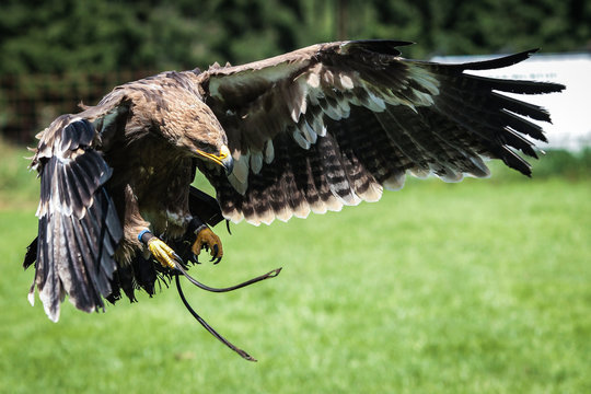 「Rapace」の画像 - 14,355 件の Stock 写真、ベクターおよびビデオ | Adobe Stock