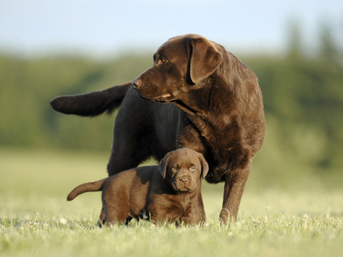American Chocolate Lab Puppy