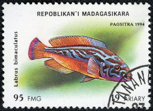 รูปภาพBimaculatus – เลือกดูภาพถ่ายสต็อก เวกเตอร์ และวิดีโอ292 | Adobe Stock