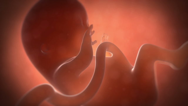 Fetus Images – Parcourir 63,611 le catalogue de photos, vecteurs et ...