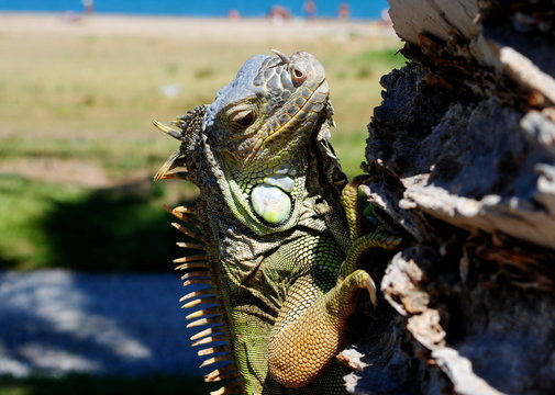 Legwan Images – Browse 95 Stock Photos, Vectors, and Video | Adobe Stock