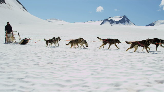 รูปภาพMusher – เลือกดูภาพถ่ายสต็อก เวกเตอร์ และวิดีโอ6,396 | Adobe Stock