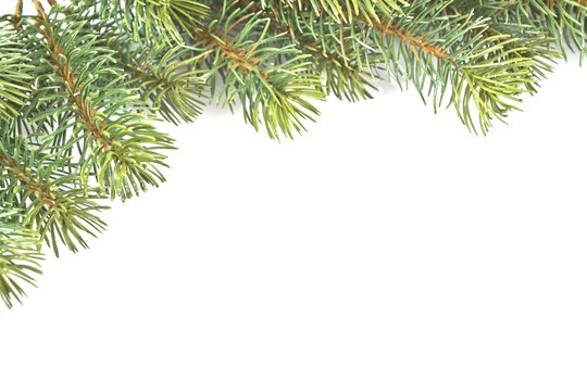 Reisig Bilder – Durchsuchen 2,119 Archivfotos, Vektorgrafiken und ...