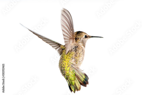Hummingbird hostexplorer v. 10.0 license hbmpi776005m1000p : liancidem