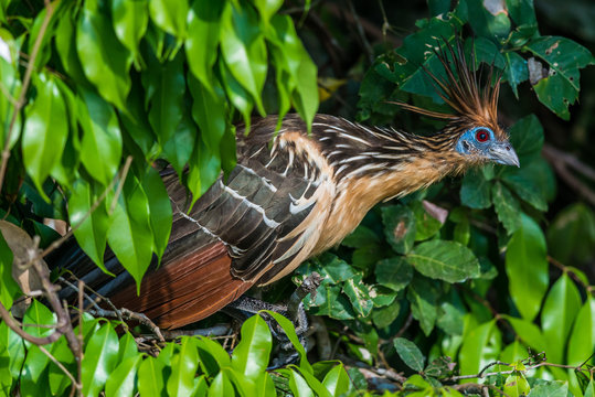 รูปภาพStinkbird – เลือกดูภาพถ่ายสต็อก เวกเตอร์ และวิดีโอ590 | Adobe Stock