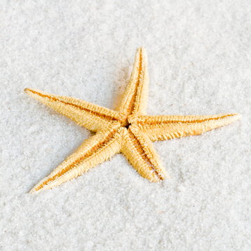 รูปภาพ"Seestern – เลือกดูภาพถ่ายสต็อก เวกเตอร์ และวิดีโอ8,676 | Adobe Stock