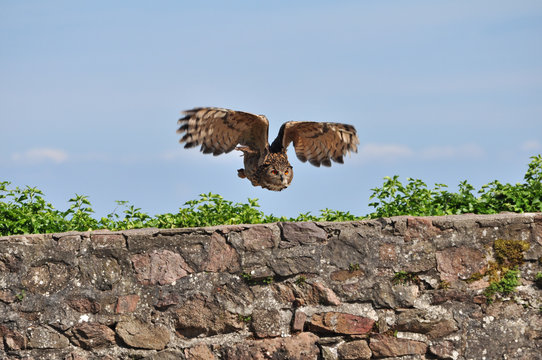 "Hibou Grand Duc" Images – Browse 184 Stock Photos, Vectors, and Video ...