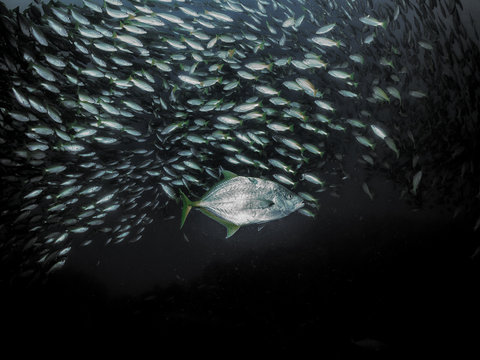 Imágenes de Bajad: descubre bancos de fotos, ilustraciones, vectores y ...