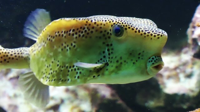 Ratfish Images – Browse 1,006 Stock Photos, Vectors, and Video | Adobe ...
