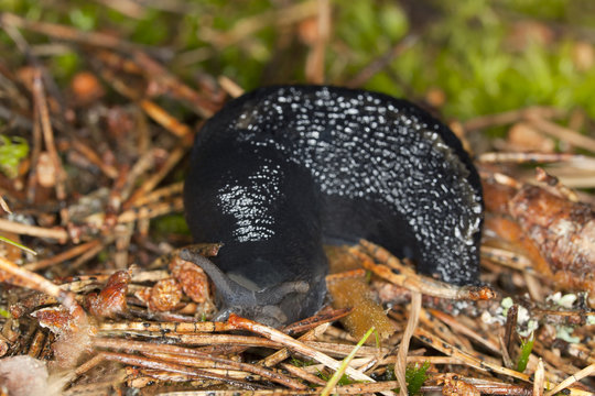 "Large Black Slug" Images – Browse 508 Stock Photos, Vectors, and Video ...