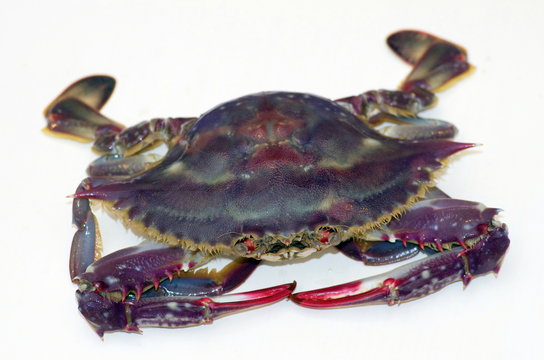 รูปภาพPleocyemata – เลือกดูภาพถ่ายสต็อก เวกเตอร์ และวิดีโอ157 | Adobe Stock