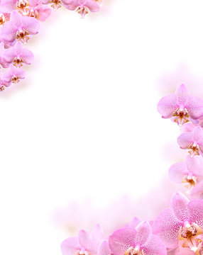 Orchid Border Images – Browse 21,451 Stock Photos, Vectors, and Video ...