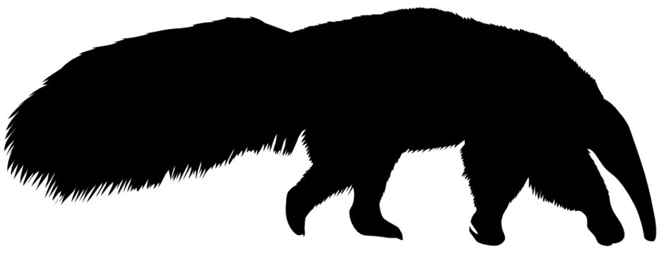 Vermilingua Images – Browse 5,175 Stock Photos, Vectors, and Video ...