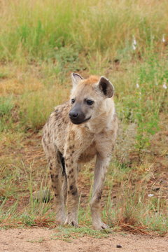 Imágenes de Iena: descubre bancos de fotos, ilustraciones, vectores y ...