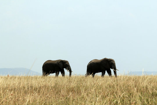 "Elephant Couple" Images – Browse 324 Stock Photos, Vectors, and Video ...