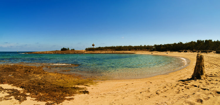 Microfillia 影像 – 瀏覽 5 個素材庫相片、向量圖和影片 | Adobe Stock